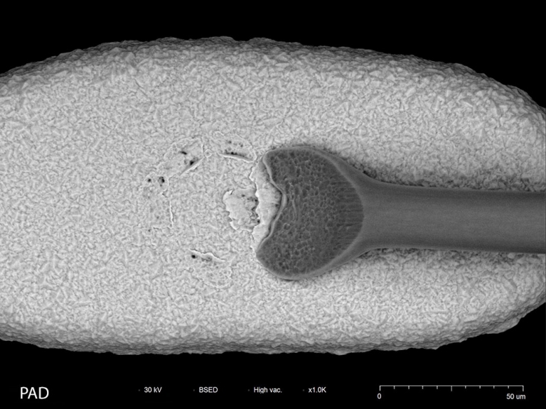 Application Examples for Tabletop SEM Scanning Electron Microscopy